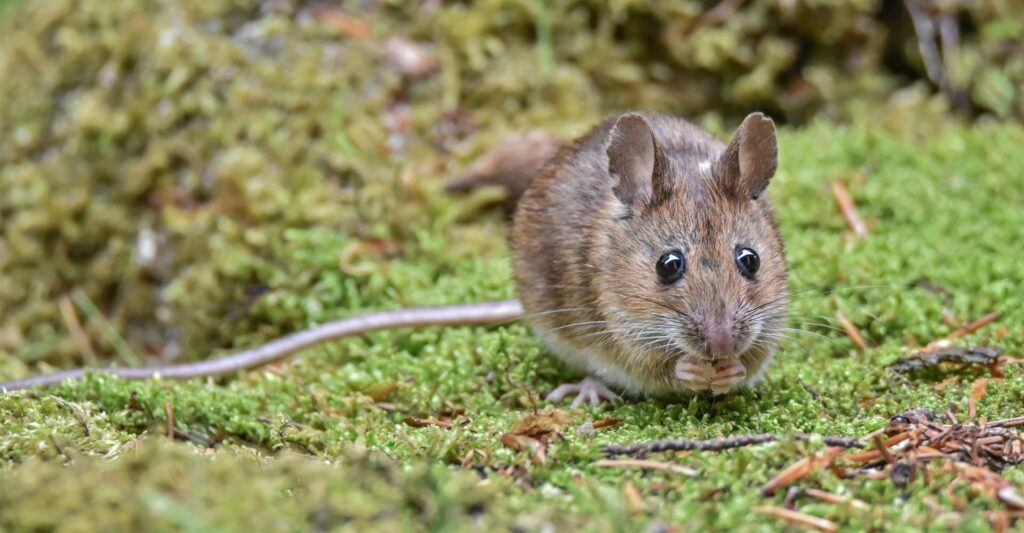 Small Mammals - Sapperton Wilder